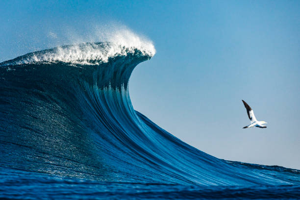 The Great wave, Part One - Patty de Llosa